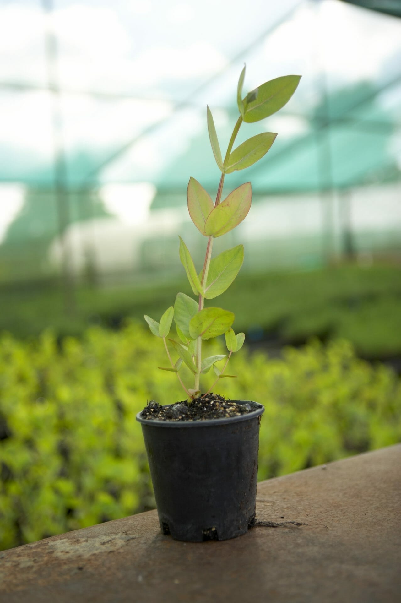 VFPA welcomes investment in forestry R&D - Victorian Forest Products ...