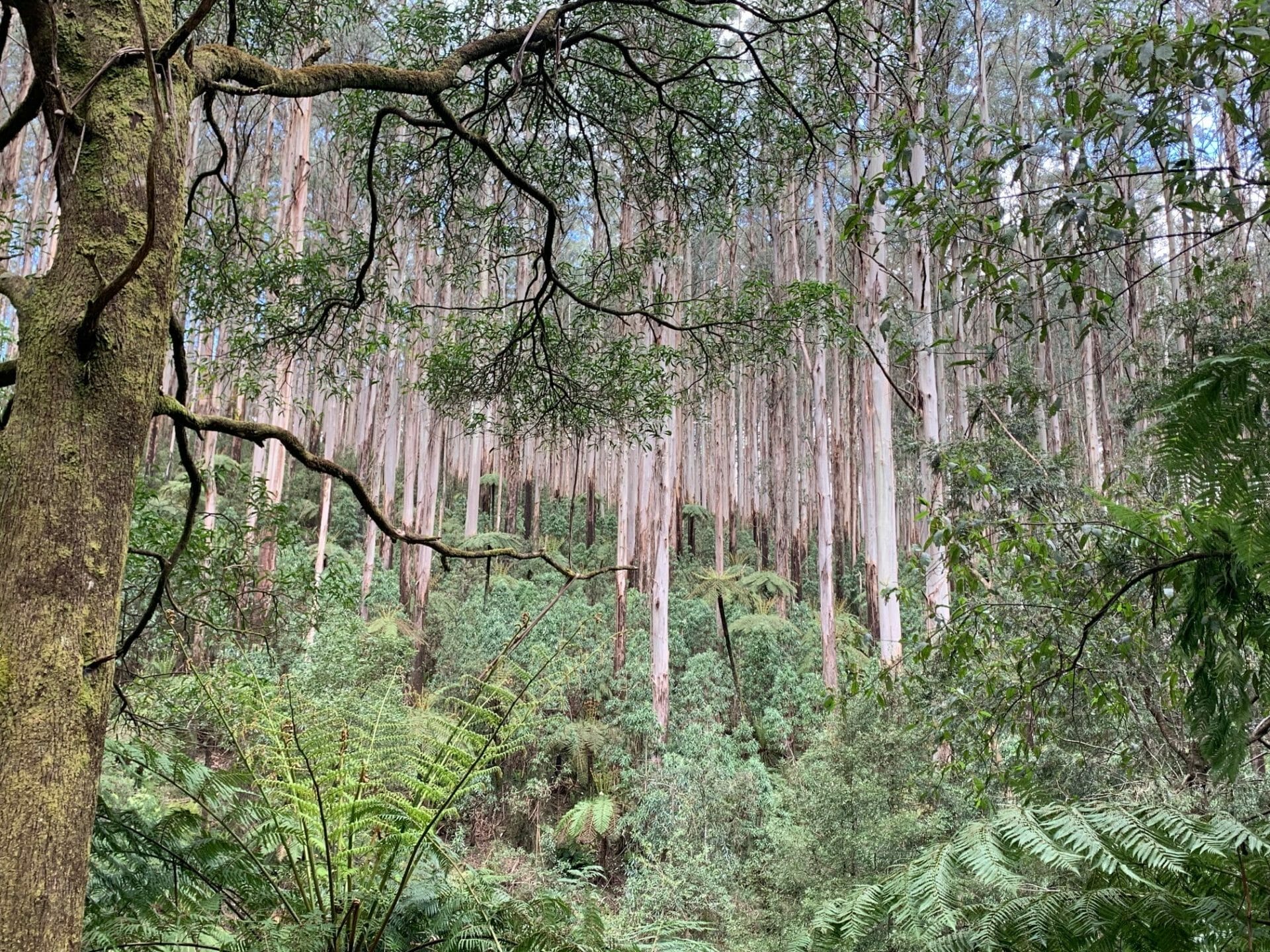 Op-ed: Working forests: front and centre in a greener future ...