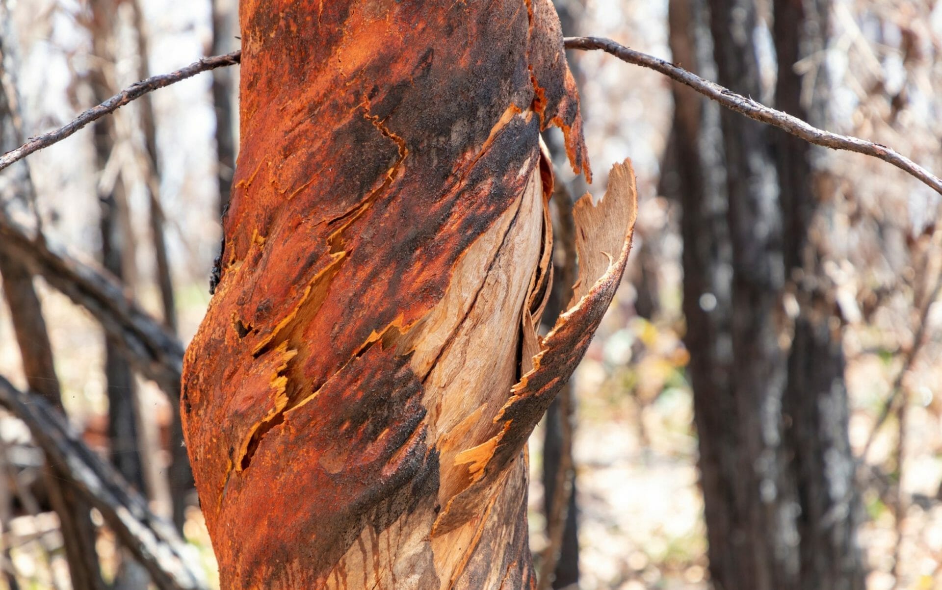 Forestry firefighters recognised and remain as important as ever ...