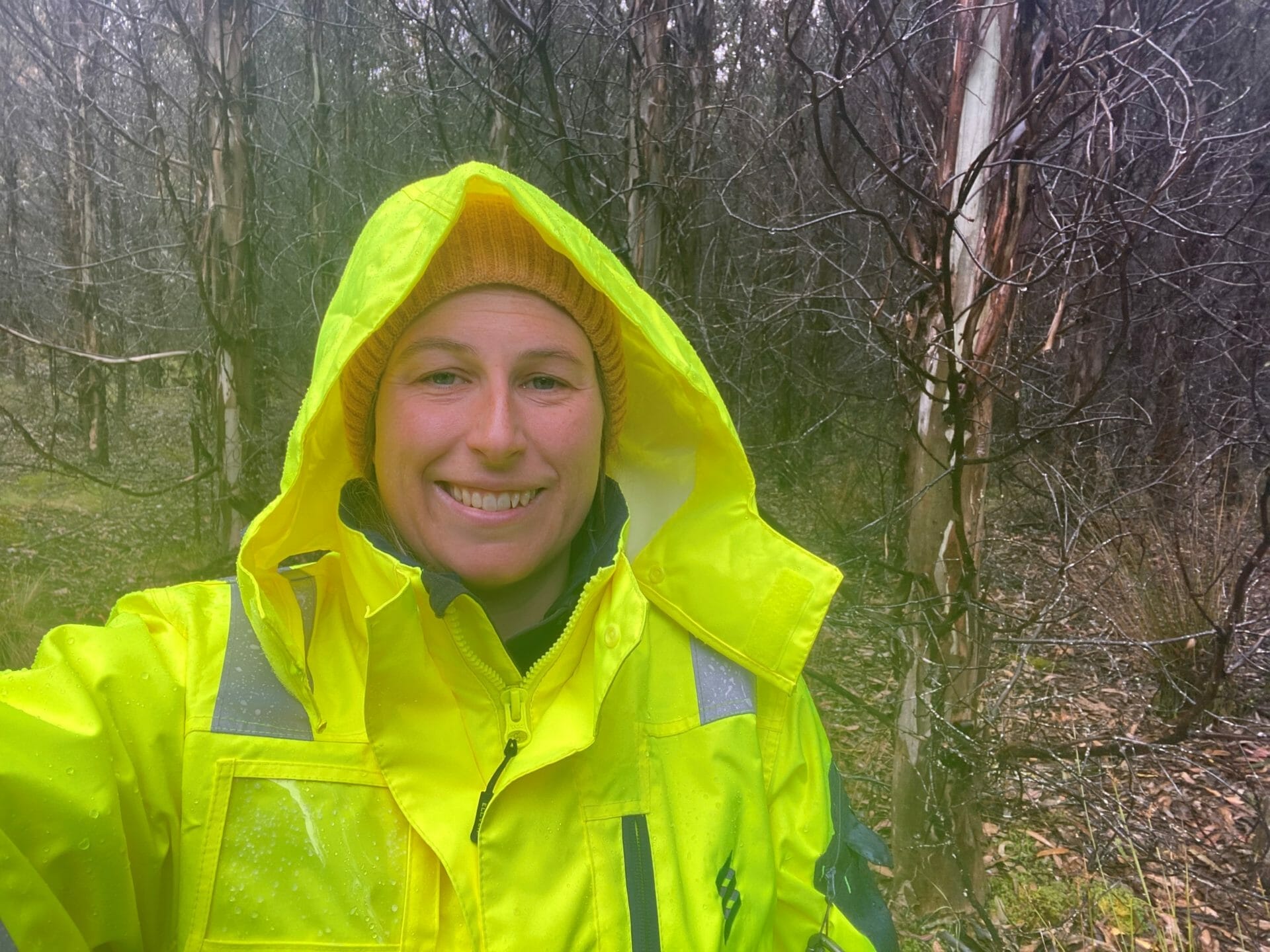 Breaking the glass canopy - Victorian Forest Products Association