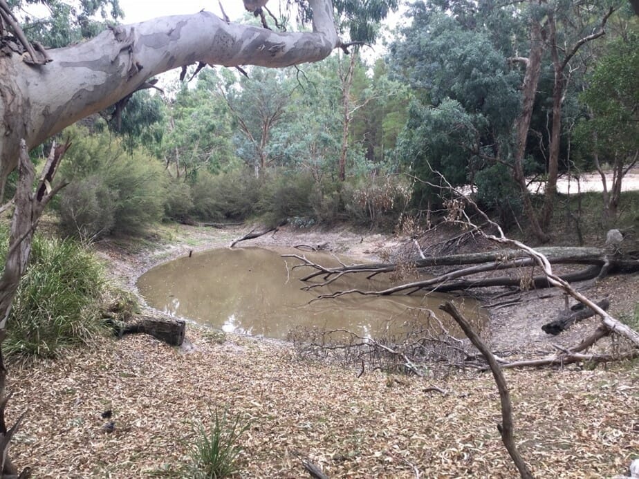 Wetlands and forests are made for one another - Victorian Forest ...