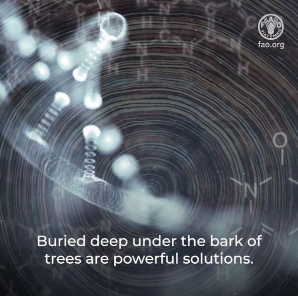 Celebrating International Day of Forests 2024 - Victorian Forest ...